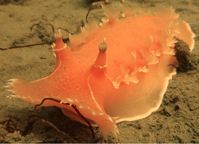 Giant Sea Slug